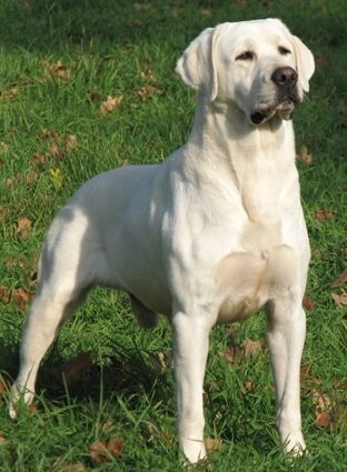 Barnes Puppy Love Kennels – Quality Pets Since 1996