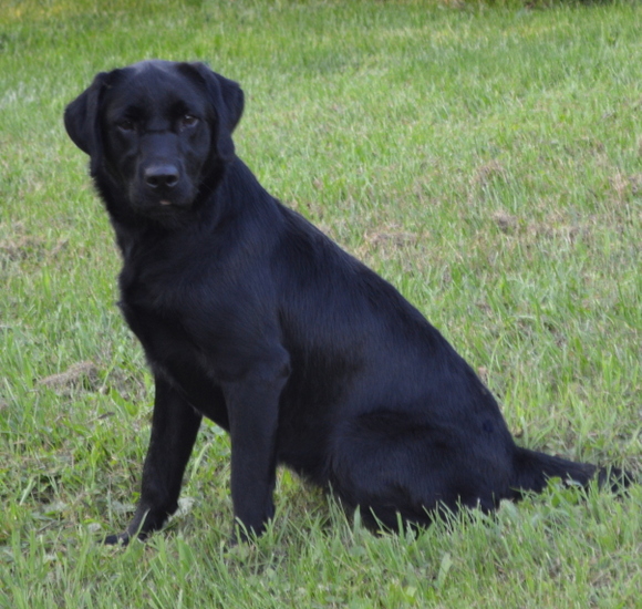 Our Dogs – Barnes Puppy Love Kennels