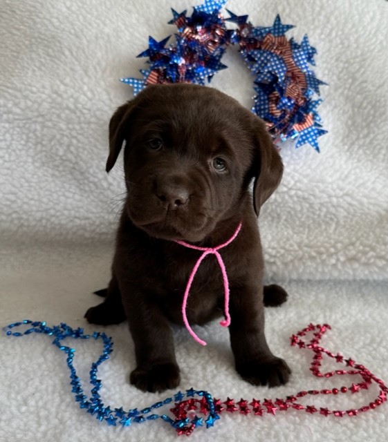 Maggie And Nitro For A Chocolate Litter Ready Mid February 2025 ...