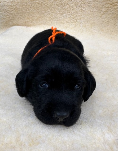 Rona And Jack For A Black And Yellow litter Ready To Go Late July, 2025 ...