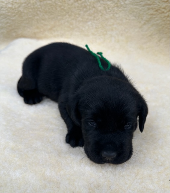 Rona And Jack For A Black And Yellow litter Ready To Go Late July, 2025 ...